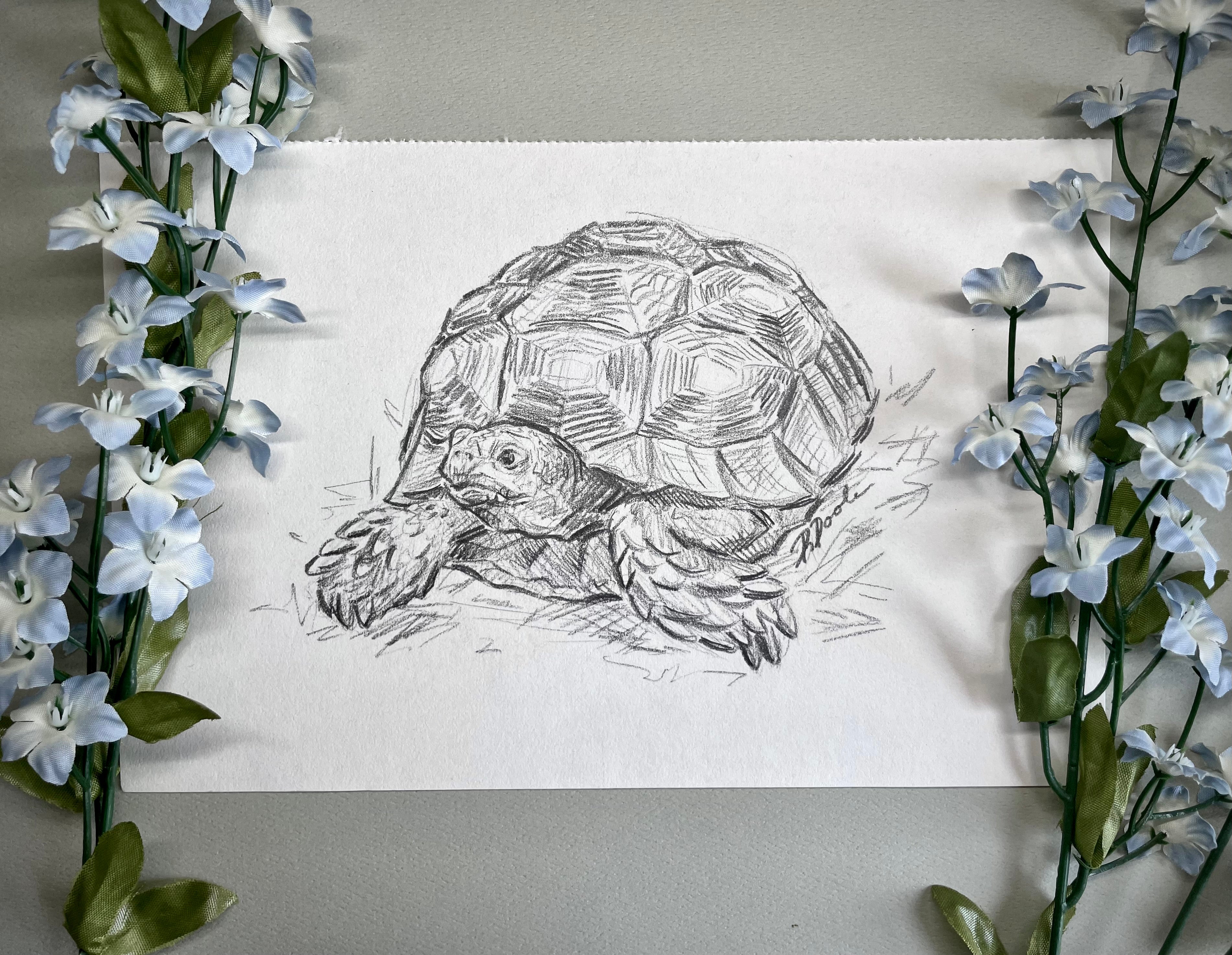 "Sulcata Tortoise" Pencil Drawing – Wild at Hart Studios